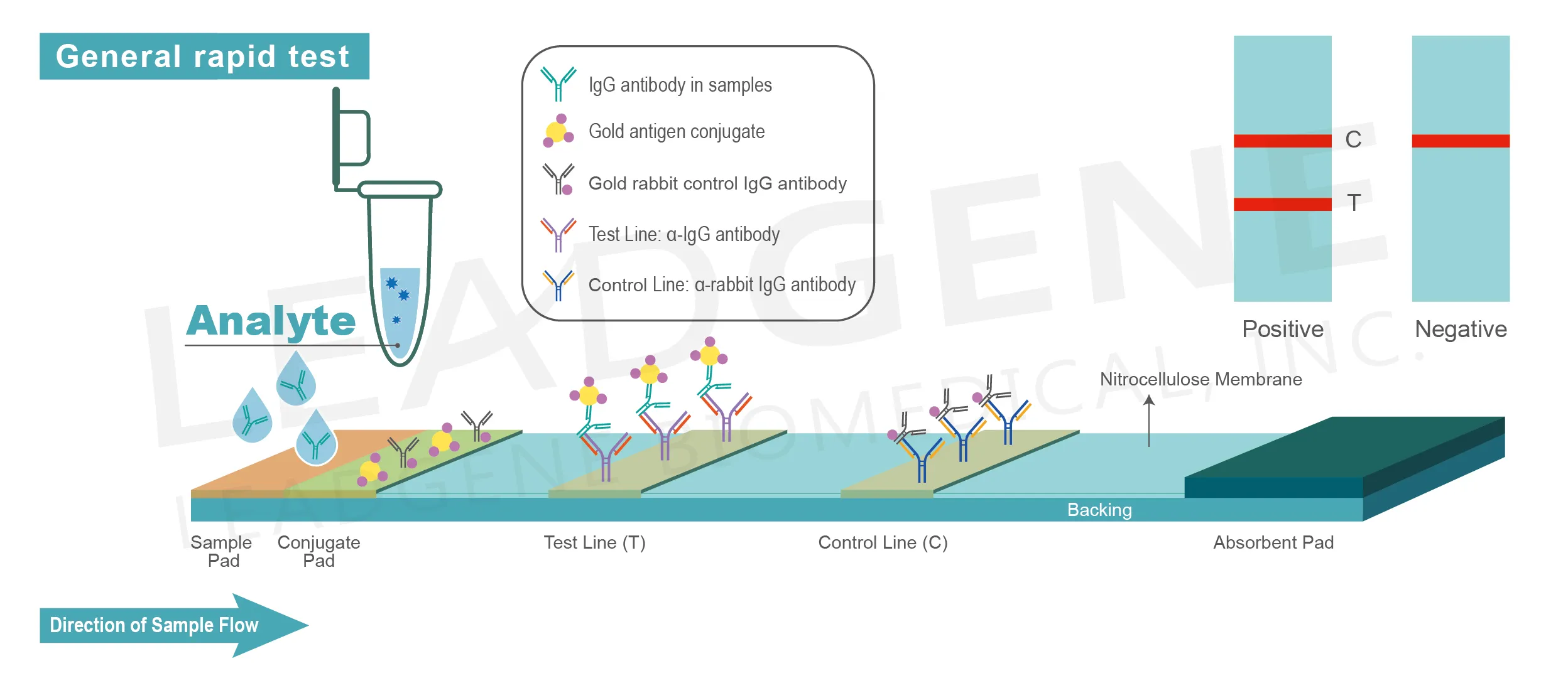 Lateral Flow Assay Development | Leadgene Biomedical Lateral Flow Assay Development | Leadgene Biomedical